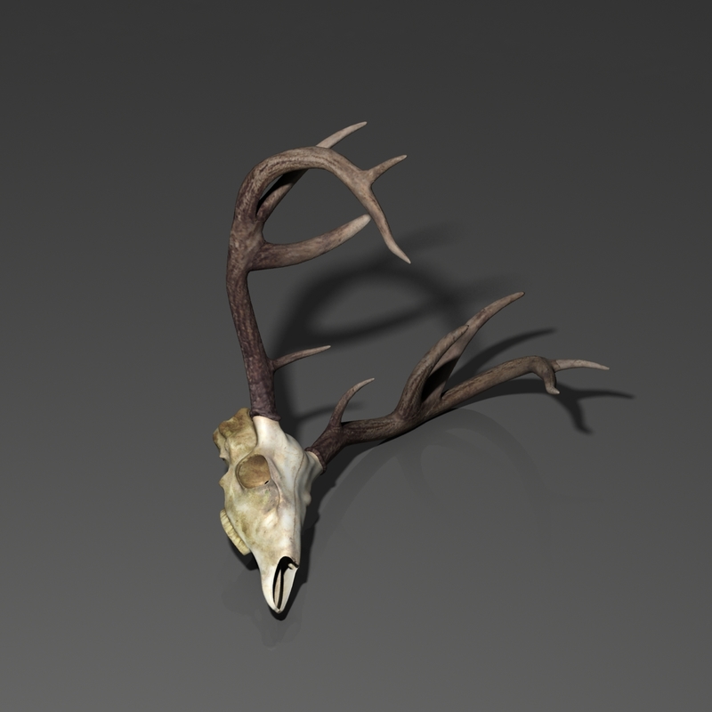 3d model deer skull