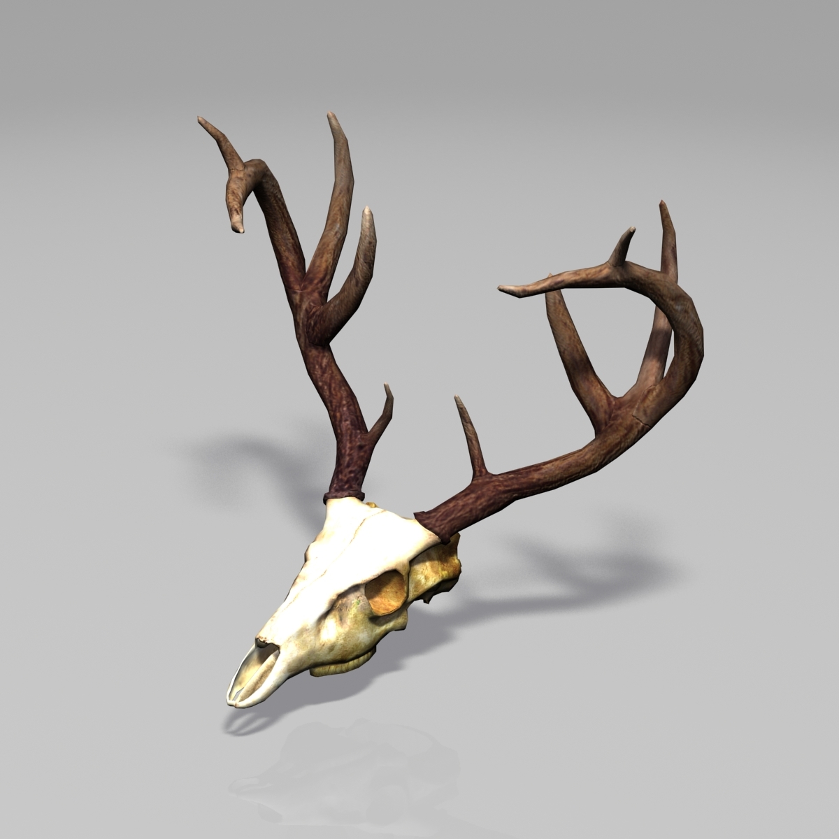 3d model deer skull