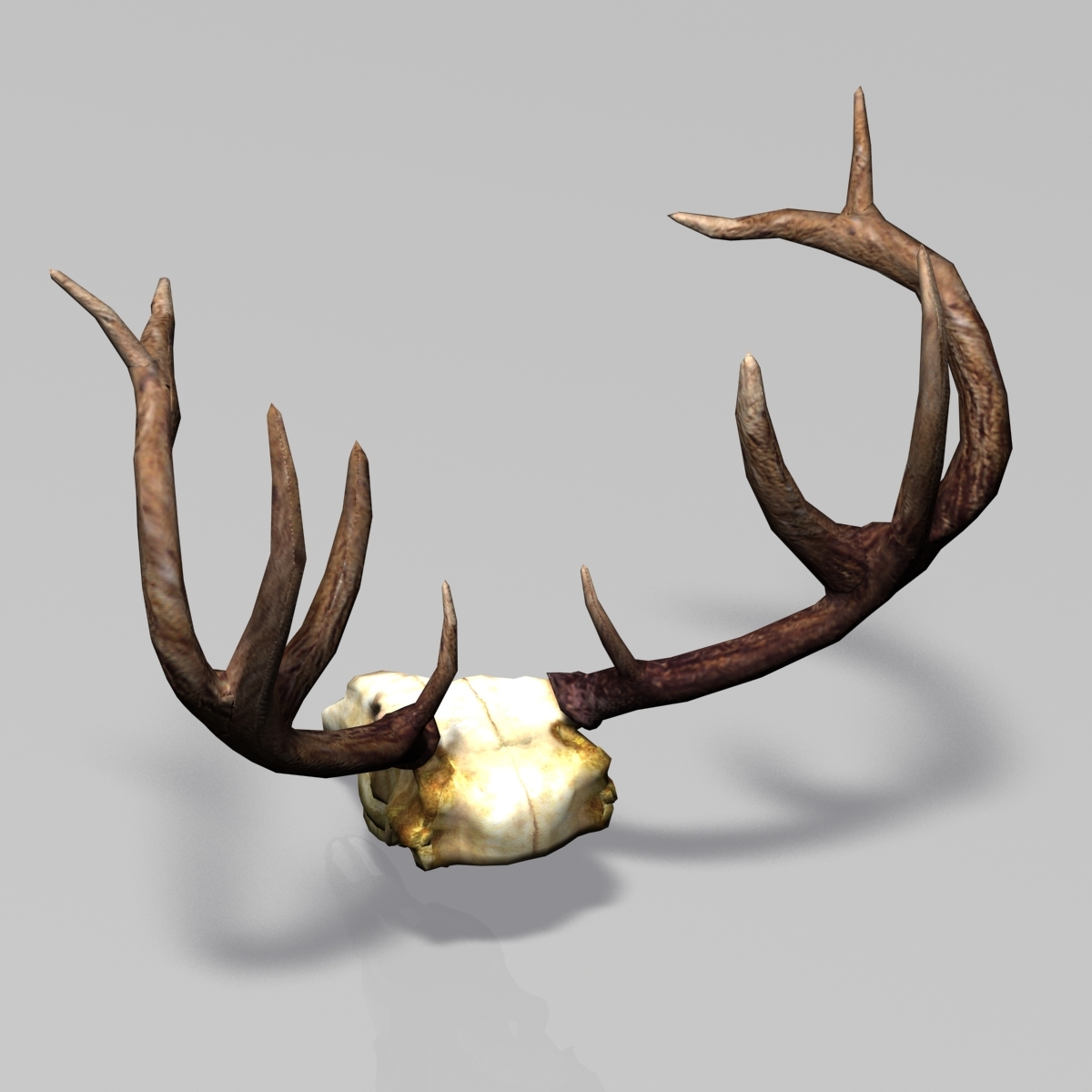 3d model deer skull
