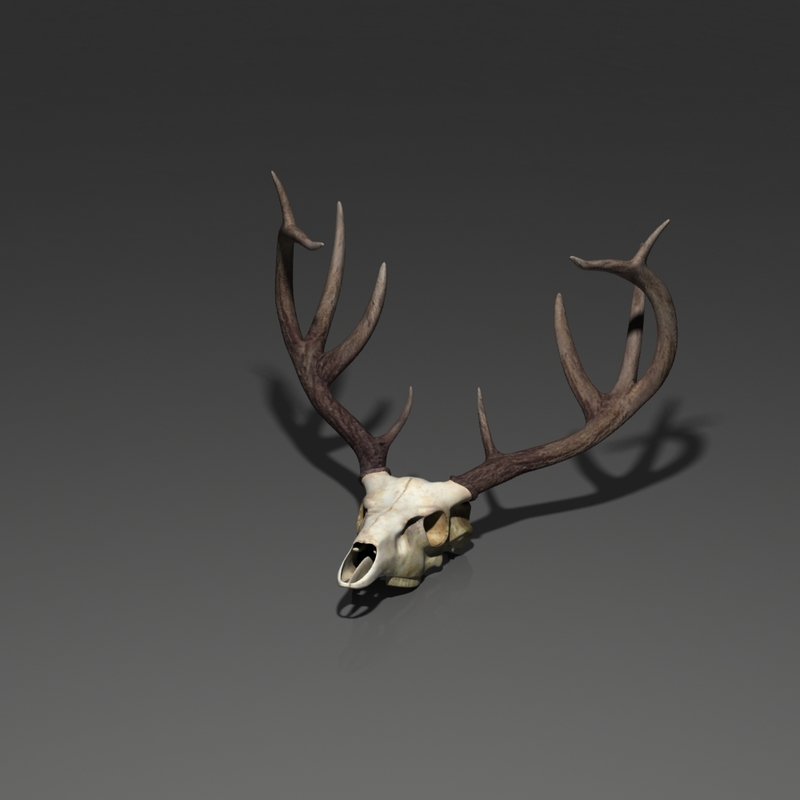 3d model deer skull