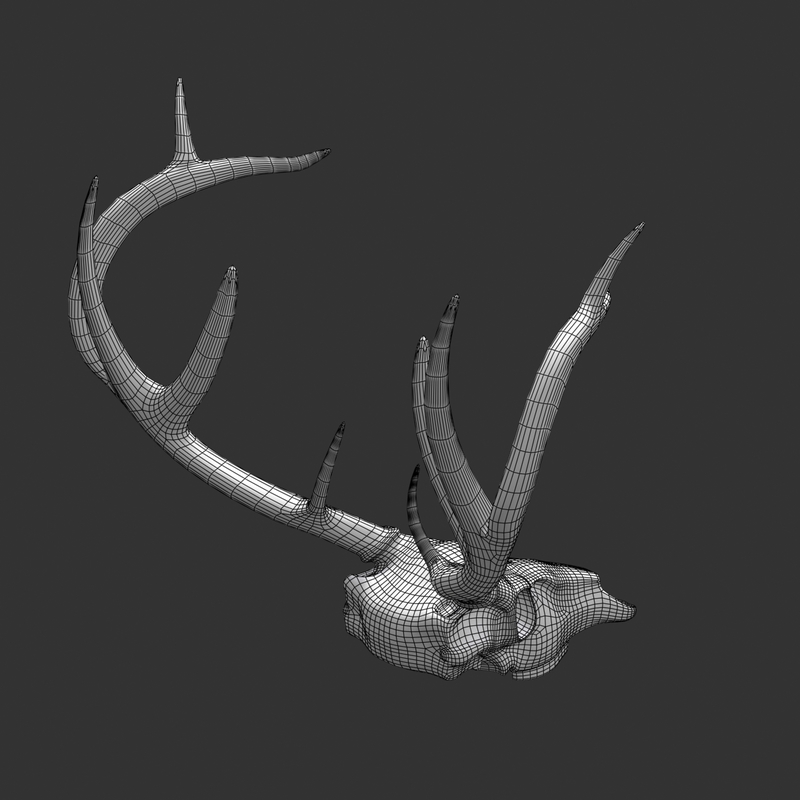 3d model deer skull