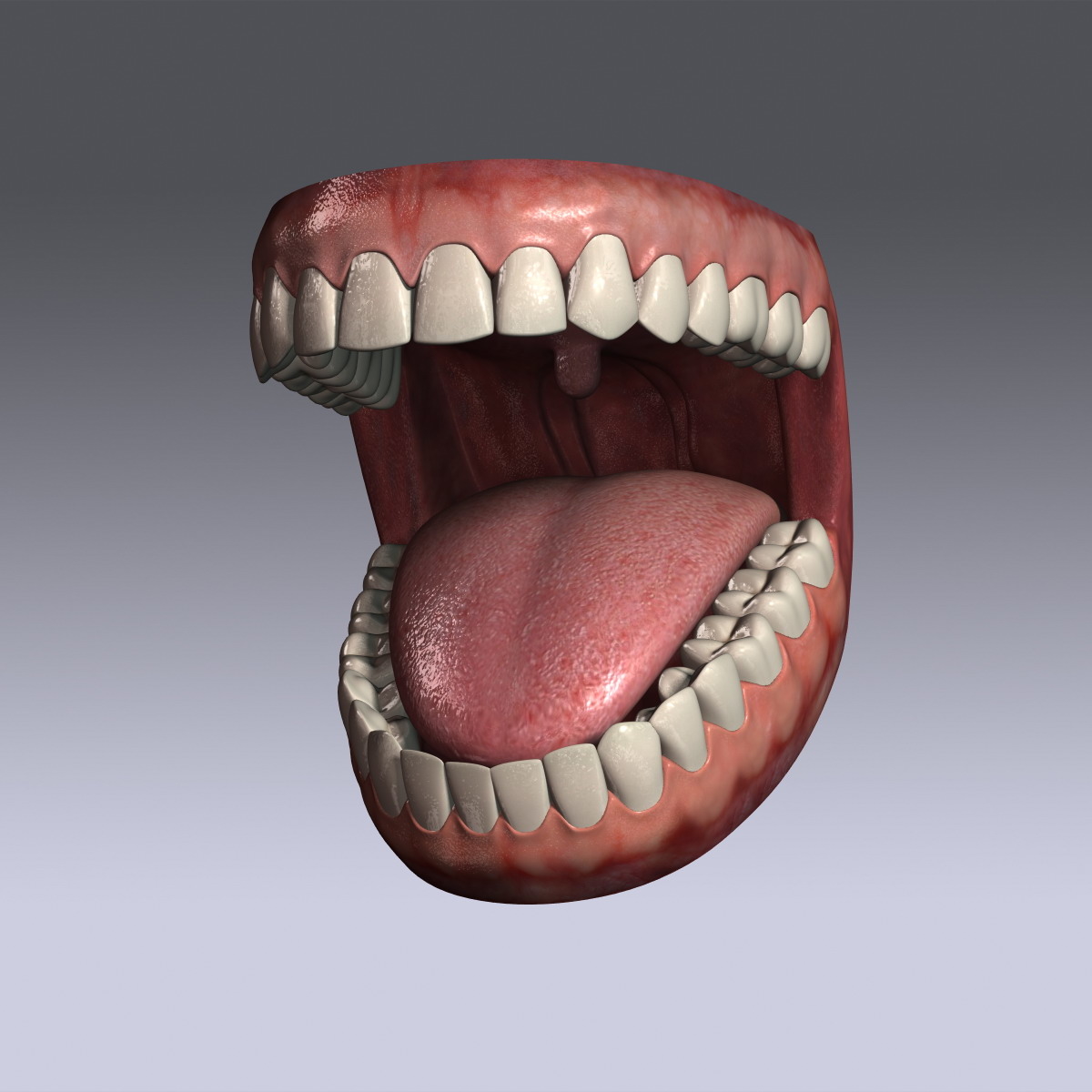 3d model human jaw