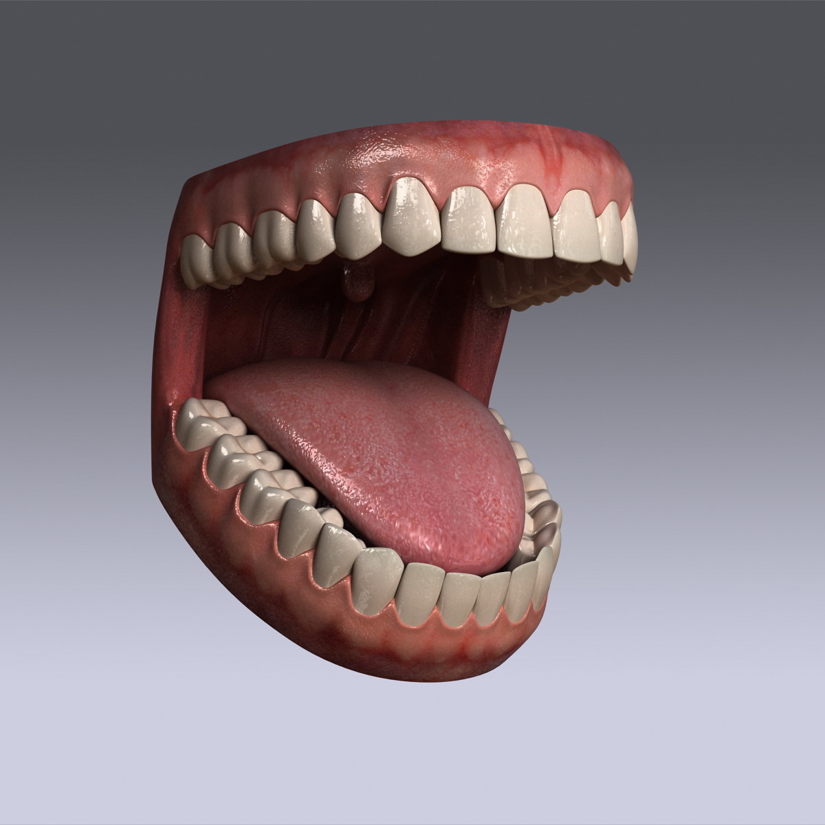 3d model human jaw