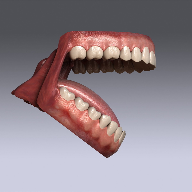 3d model human jaw