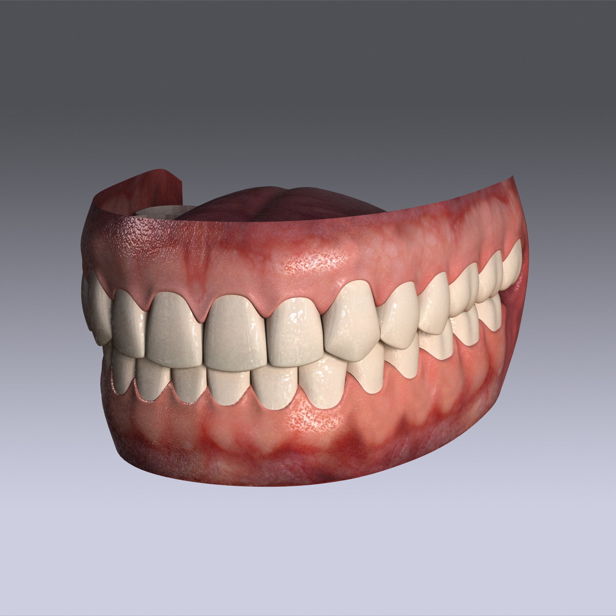 3d model human jaw