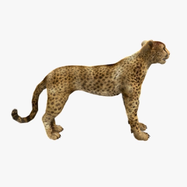 3D Cheetah Models | TurboSquid