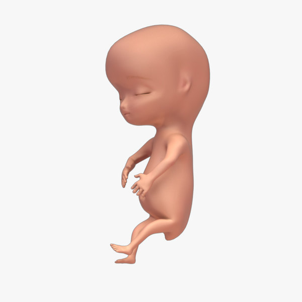 3d fetus develops