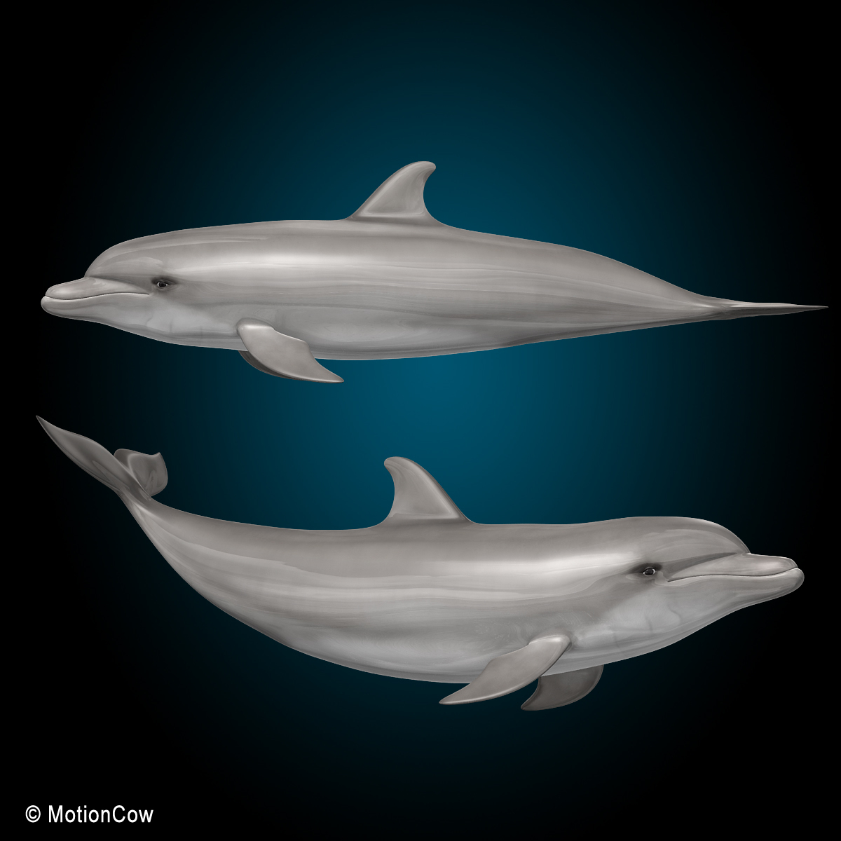 bottlenose dolphin 3d model