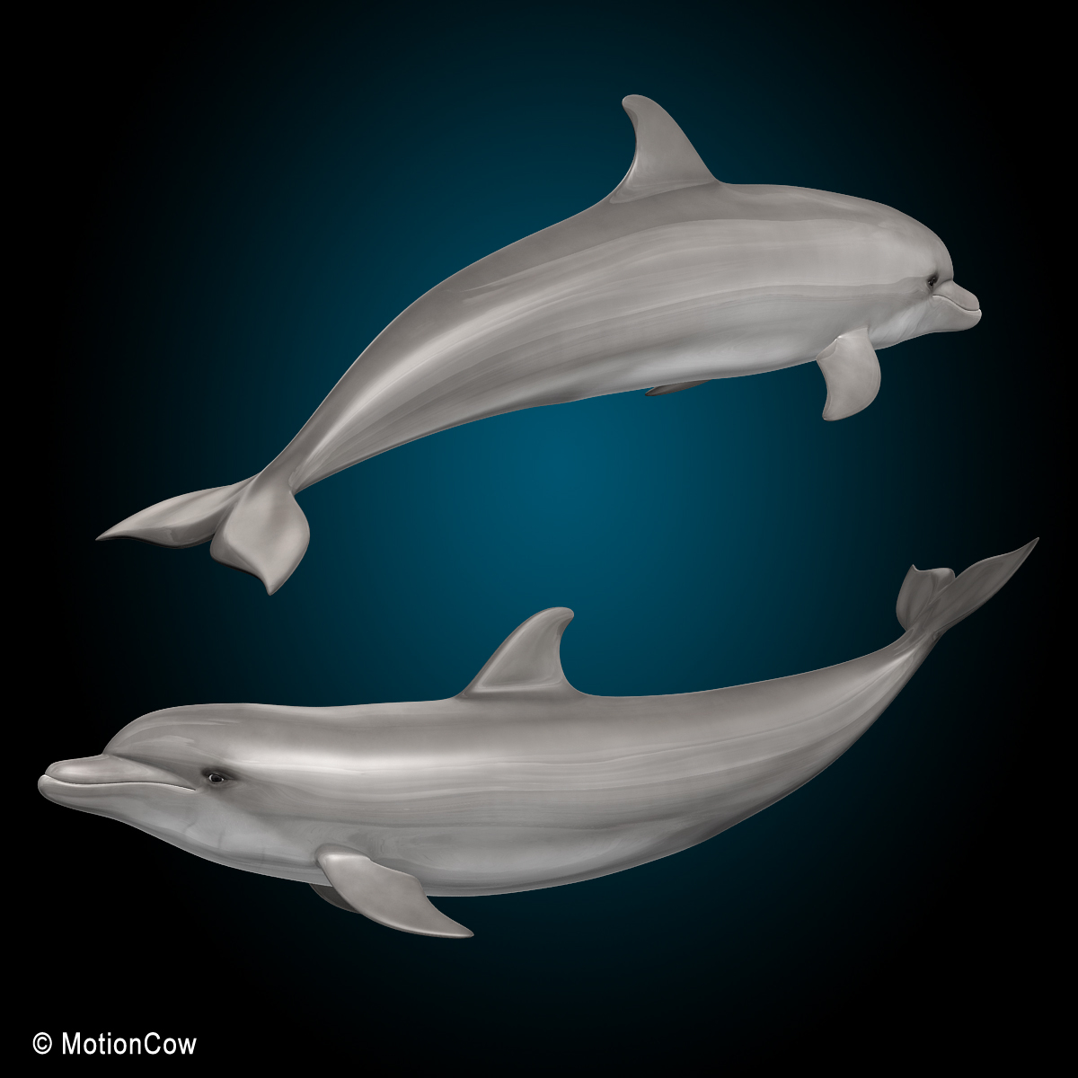 bottlenose dolphin 3d model