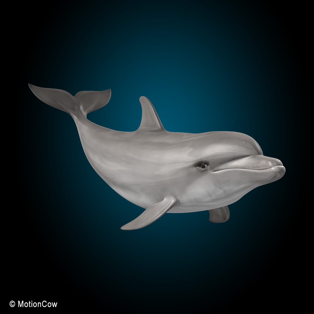 bottlenose dolphin 3d model