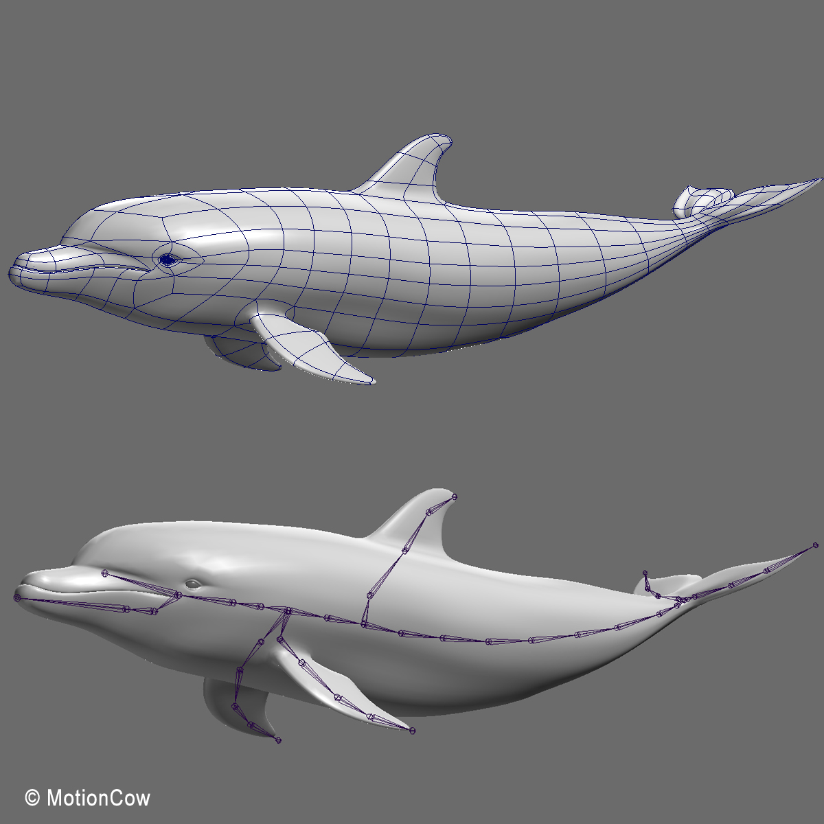 bottlenose dolphin 3d model