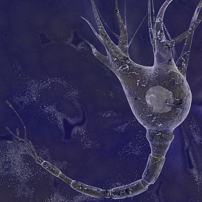 brain cell 3d model