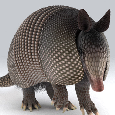nine-banded armadillo 3d model