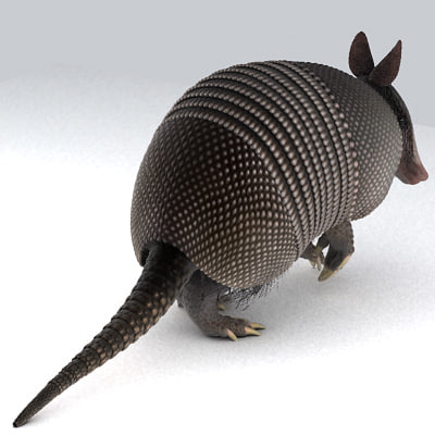 nine-banded armadillo 3d model