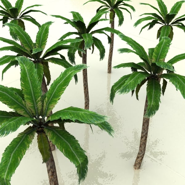 3d model palm tree