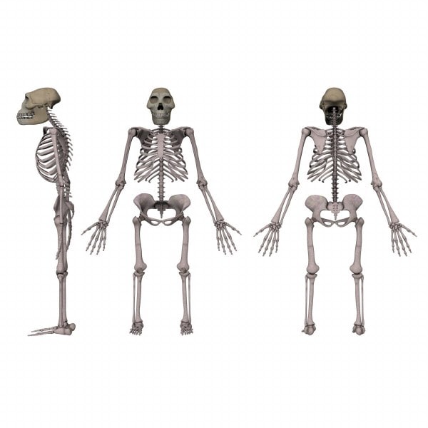 3d australopithecus afarensis model