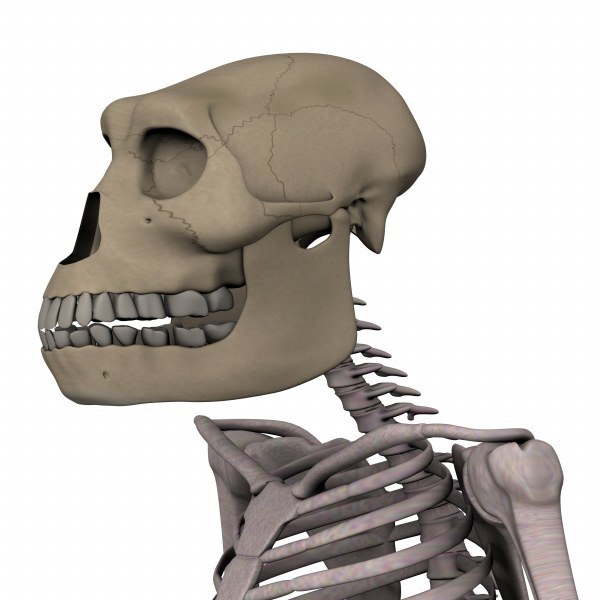 3d australopithecus afarensis model