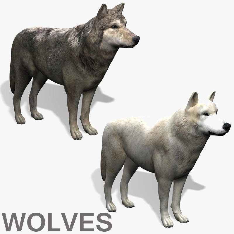 wolves wolf 3d model