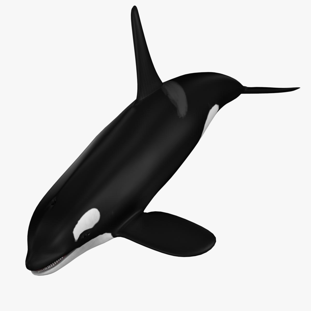 orca orcinus nature 3d ma