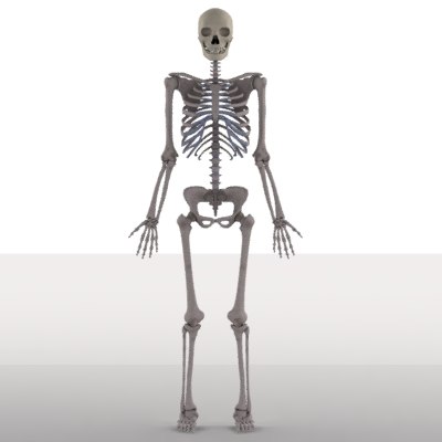 skeletons homo sapiens 3d model
