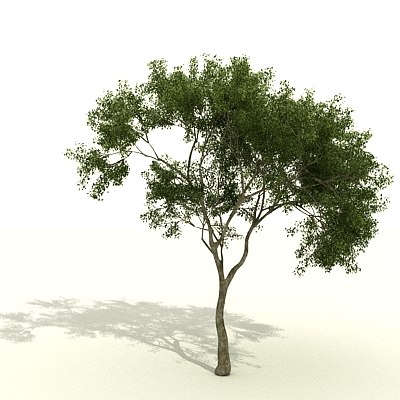 tree 3d max