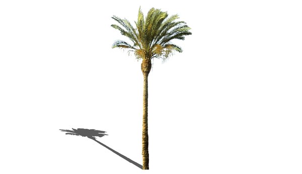 Palm Tree SketchUp Models for Download | TurboSquid