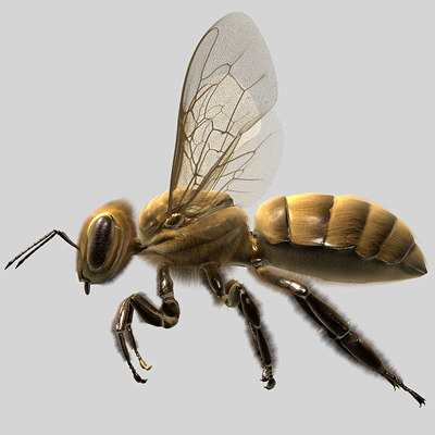 3ds max honey bee