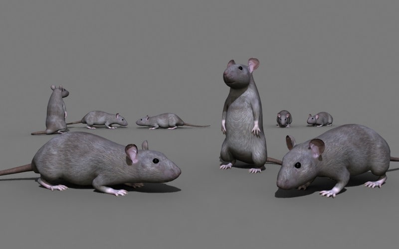 3d rat model