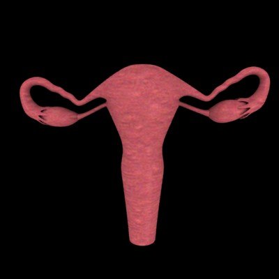 uterus section 3d model