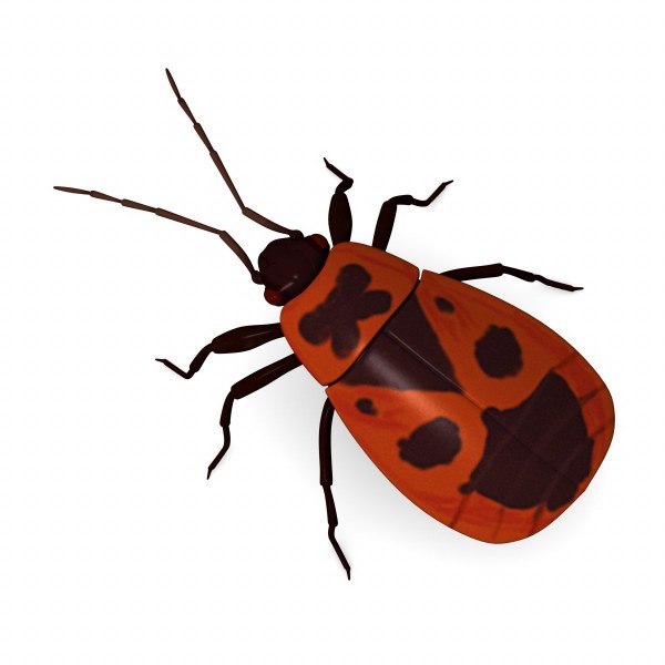 3d model pyrrhocoris apterus