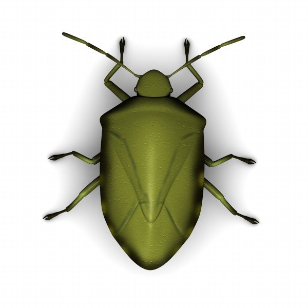 3d acrosternum stink bug