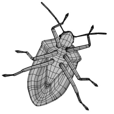 3d acrosternum stink bug