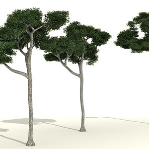 Free Tree 3ds Max Models for Download | TurboSquid