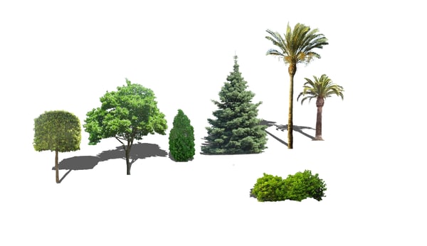 Palm Tree SketchUp Models for Download | TurboSquid