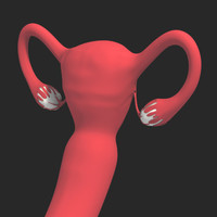 uterus cross section ovaries 3d model