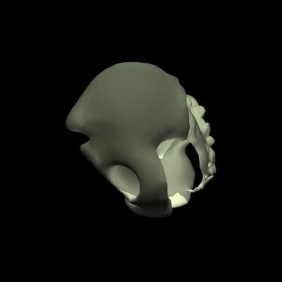 maya human skeleton pelvis