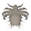 pthirus pubis louse 3d model