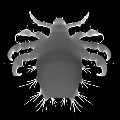 pthirus pubis louse 3d model