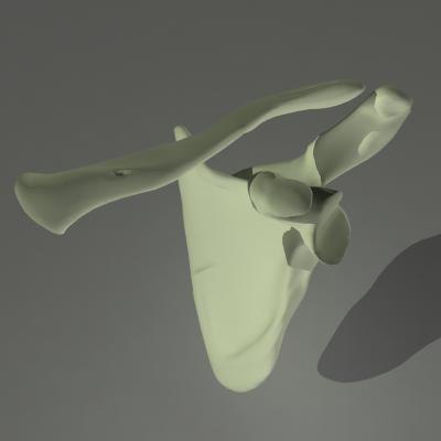 3d human skeleton scapula clavicle model