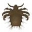 pthirus pubis louse 3d model