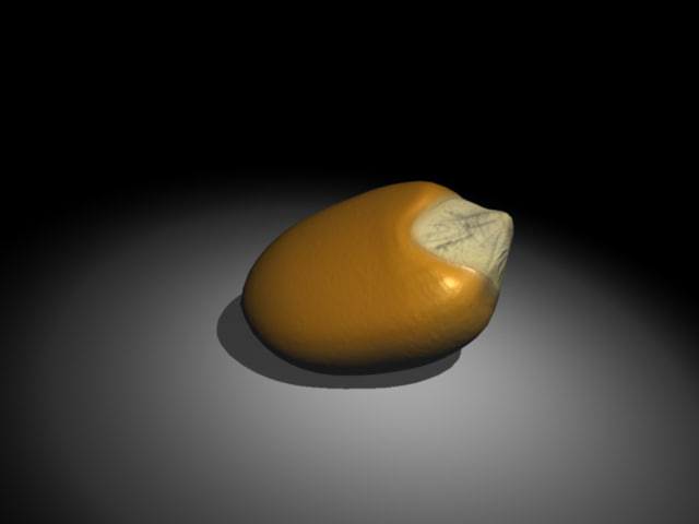 pop corn kernel 3d model