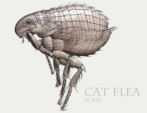 Flea 3D Models for Download | TurboSquid