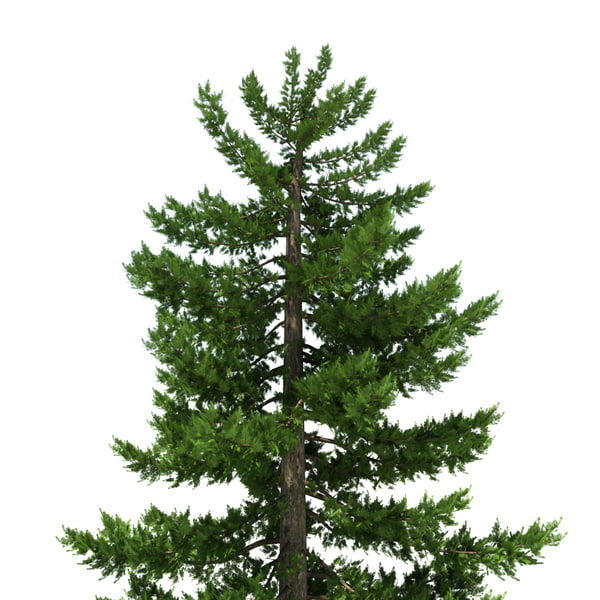 3d model pine tree