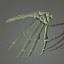 maya human skeleton hand bones