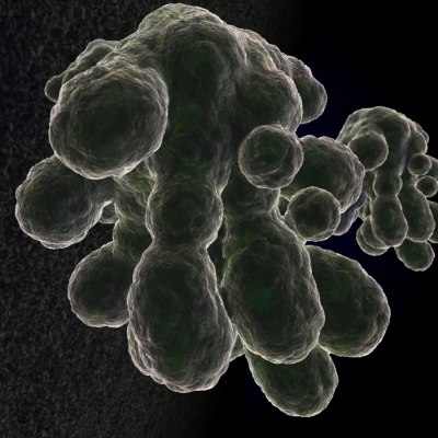 3d single celled amoeba model