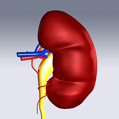 human kidney 3d model