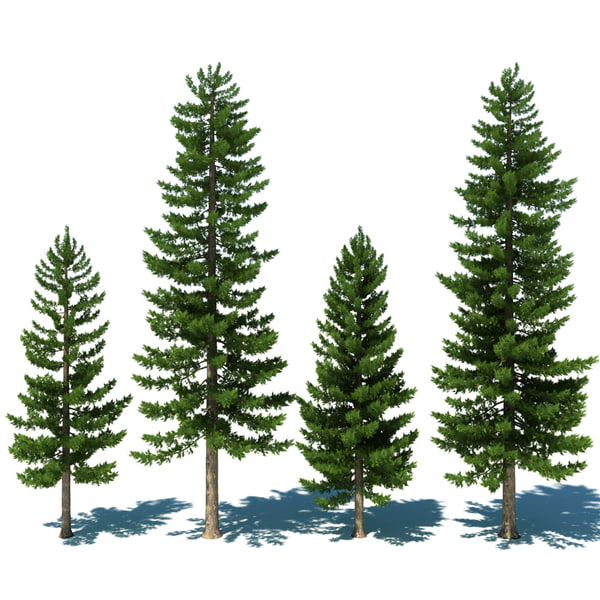 3d pine tree