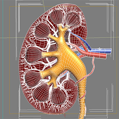 human kidney 3d model
