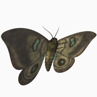 3d moth model