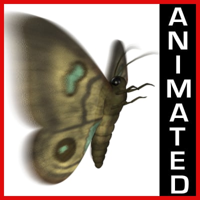 ma moth animation